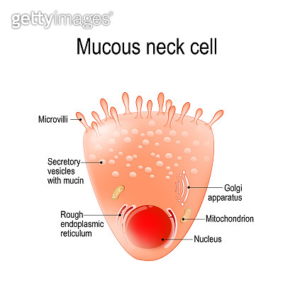 mucous neck cell (956623196) 일러스트, 무료 일러스트 - 게티이미지뱅크