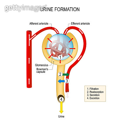 Structure of a Nephron. urine formation (1056640034) 일러스트, 무료 일러스트 - 게티 ...