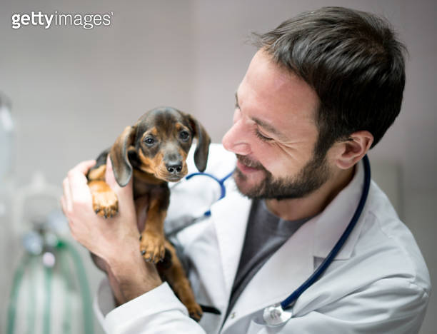 Portrait of a beautiful dachshund in the arms of a happy vet smiling ...