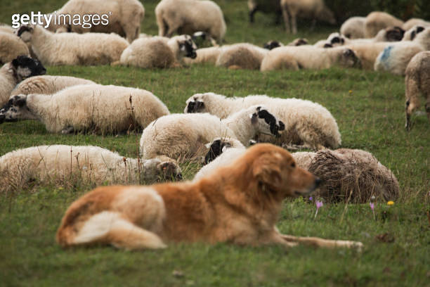 Guard dog with free range sheep at pasture in high mountains 이미지 ...