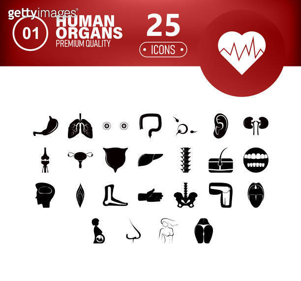 Human organ signs or body parts symbols icon set 이미지 (1015149590) - 게티이미지뱅크