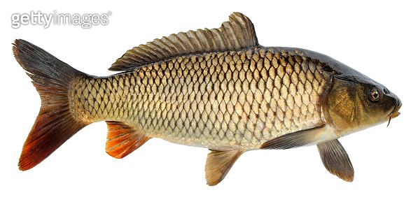Crucian carp fish isolated. Side view, raised fins. Isolated 이미지 ...