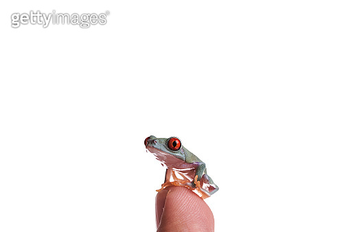 Baby Red Eyed Tree Frog on finger isolated white background 이미지 ...