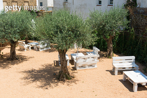Courtyard with seating and olive trees, in the small fishing town of ...