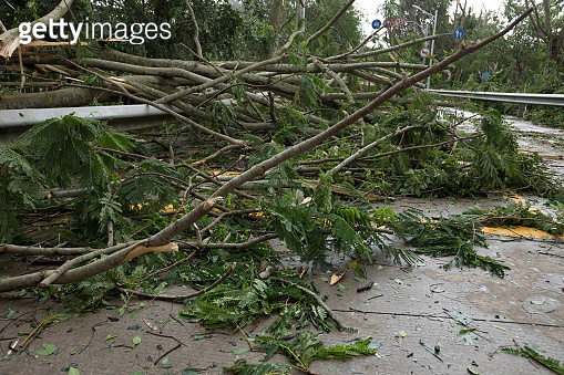 Broken tree fall down,damages after super typhoon Mangkhut in China ...