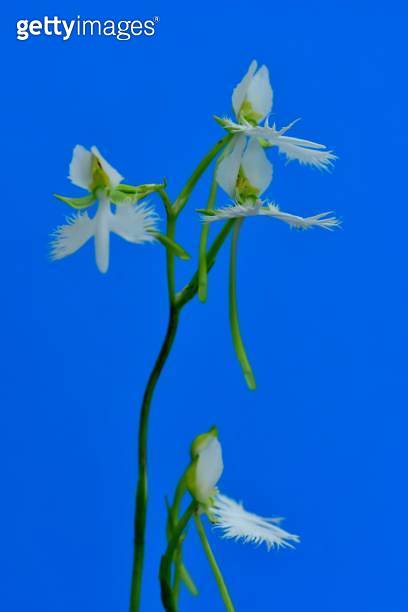 White Egret Flower / Pecteilis radiata (1020620720) - 게티이미지뱅크