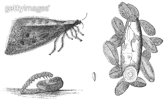 Stages of the European Grain Moth Insect - Nemapogon granella ...