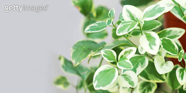 Griselinia littoralis, known as kapuka or New Zealand broadleaf. The ...