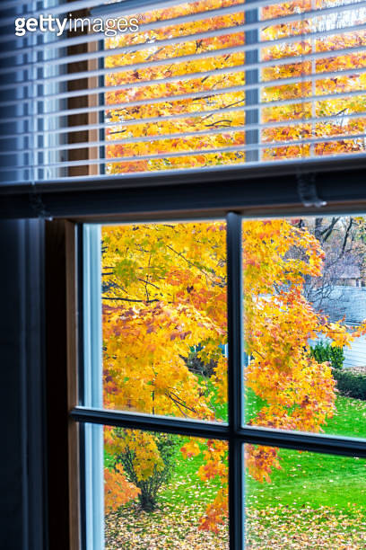 Autumn Yellow Maple Tree Leaves Looking Through Upstairs Bedroom Window ...