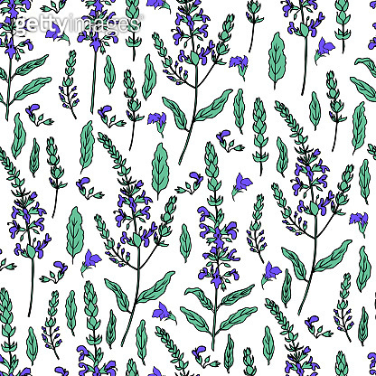 Seamless floral pattern Sage flower, bud, leaves vector isolated on ...