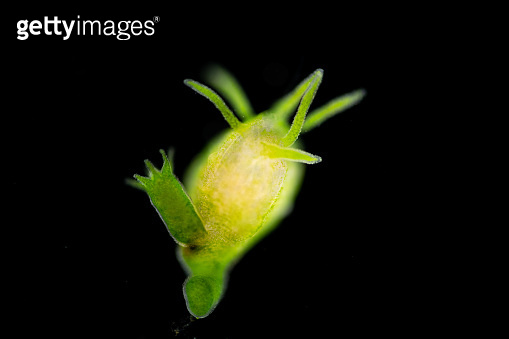 Hydra eating Water fleas (Daphnia pulex) on the slide under microscope ...