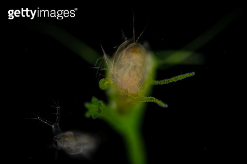 Hydra eating Water fleas (Daphnia pulex) on the slide under microscope ...