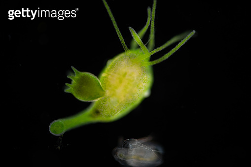 Hydra eating Water fleas (Daphnia pulex) on the slide under microscope ...