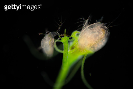 Hydra eating Water fleas (Daphnia pulex) on the slide under microscope ...