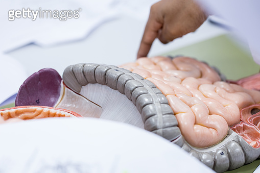 Study of human organs from model in Lab. 이미지 (922872288) - 게티이미지뱅크