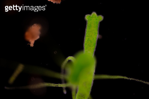 Hydra is a genus of small, fresh-water animals of the phylum Cnidaria ...