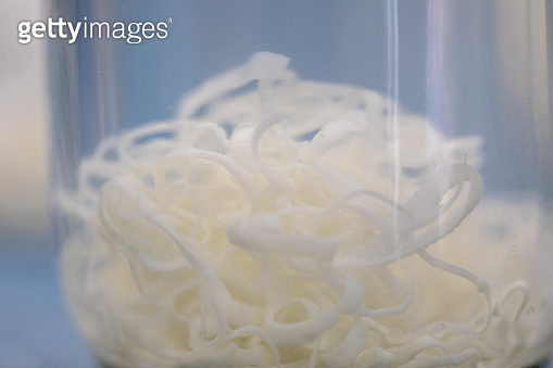 Tapeworm is a freshwater fish parasite under the microscope for ...