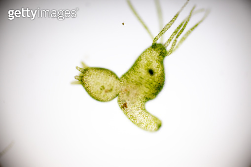Hydra is a genus of small, fresh-water animals of the phylum Cnidaria ...