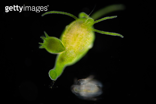 Hydra is a genus of small, fresh-water animals of the phylum Cnidaria ...