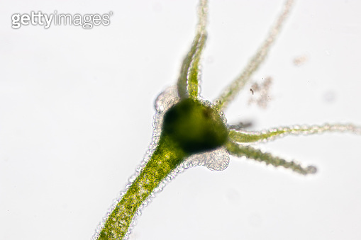 Hydra is a genus of small, fresh-water animals of the phylum Cnidaria ...