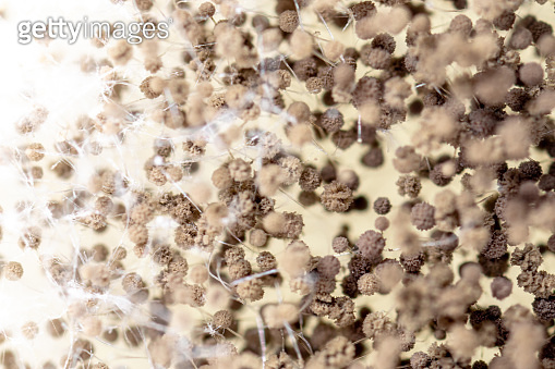 Rhizopus (bread mold) is a genus of common saprophytic fungi,Rhizopus ...