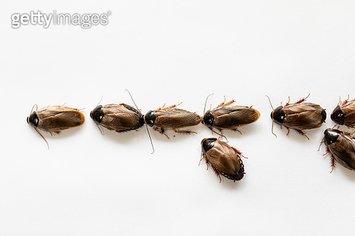 Close-up cockroach for study finding parasites in laboratory ...
