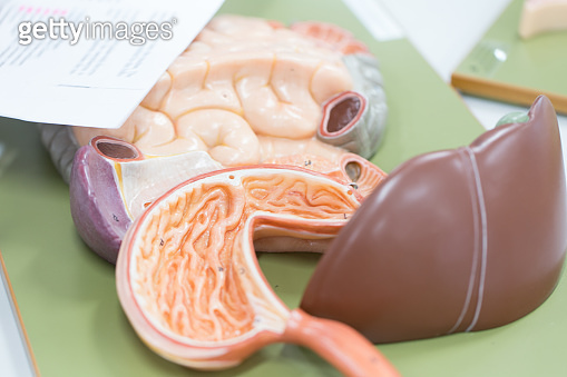 Study of human organs from model in Lab. 이미지 (922871874) - 게티이미지뱅크