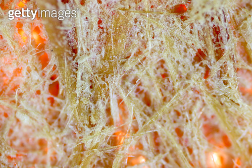 Background Oil palm fiber, Close up Oil palm fiber under the microscope ...