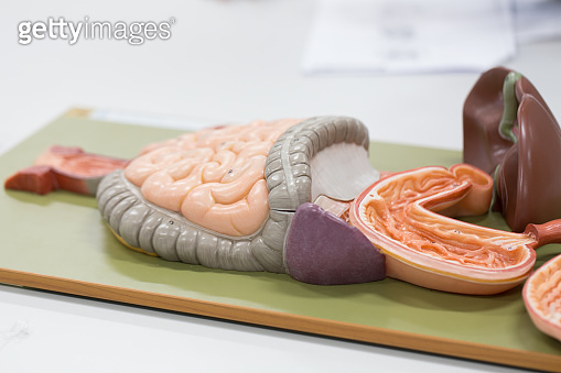 Study of human organs from model in Lab. (922871750) - 게티이미지뱅크
