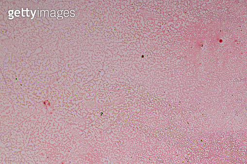 Bacteria on slide under the microscope constitute a large domain of ...