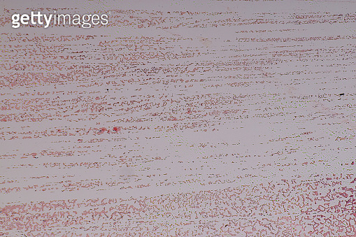 Bacteria on slide under the microscope constitute a large domain of ...