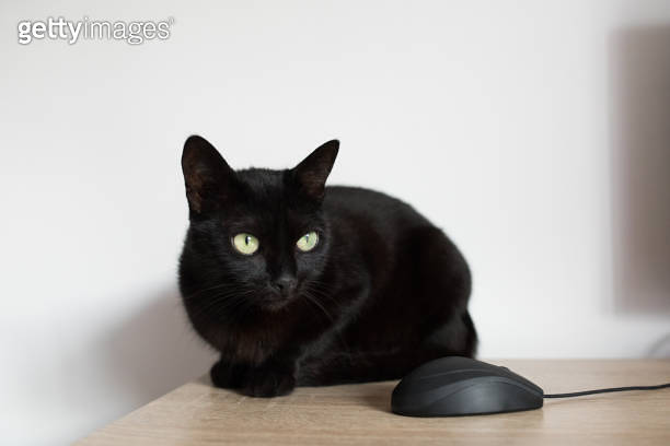 Black cat and mouse on the desk 이미지 (1026247842) - 게티이미지뱅크