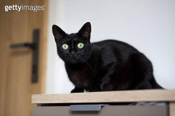 Black cat standing on the desk 이미지 (1028754788) - 게티이미지뱅크