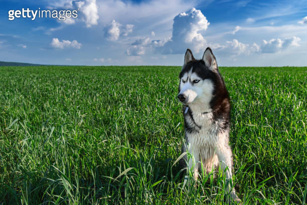 Portrait Husky dog. Beauty siberian husky in nature. 이미지 (1016242434 ...