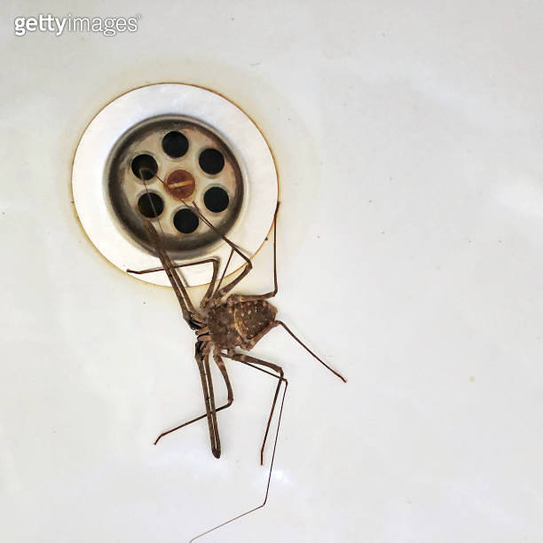 Spider in the bathroom sink 이미지 (1021086518) - 게티이미지뱅크