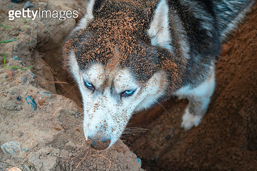 Husky digging ground. Dirty muzzle husky dog rummaging in the sand ...