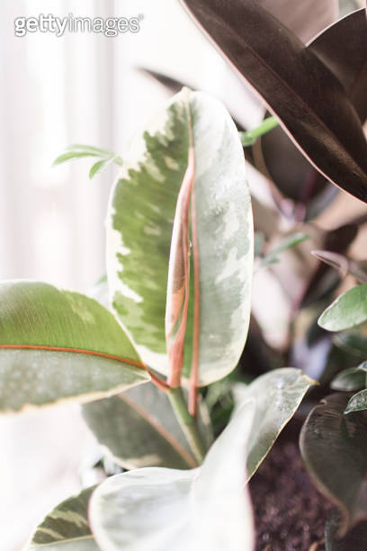 Variegated Rubber Plant 'Variegata' Ficus Elastica 이미지 (955534188) - 게티 ...