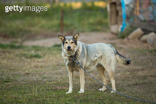 Angry dog on a chain guards the territory. 이미지 (1057705380) - 게티이미지뱅크