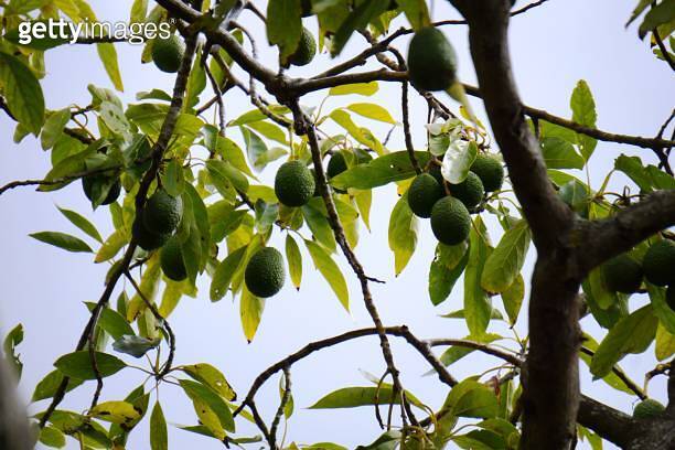 Old Avocado Orchard - Avocados growing on a tree 이미지 (1018130380) - 게티이미지뱅크