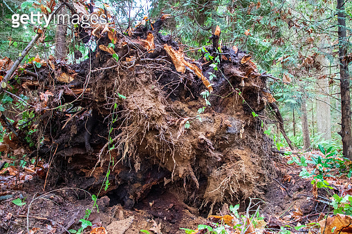 Root ball of a fallen cedar tree after a wind storm 이미지 (1086386394 ...