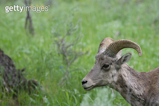 The Head and Neck of a Bighorn Ewe Facing Left (950572638) - 게티이미지뱅크
