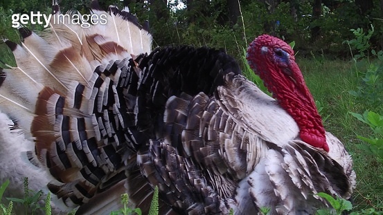 The black turkey on a spring meadow. The black turkey on a spring ...