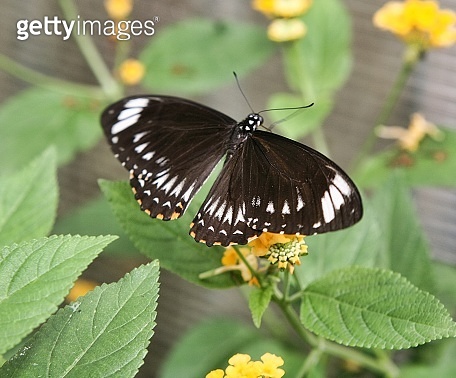 Common Sergeant Butterfly (965518294) - 게티이미지뱅크