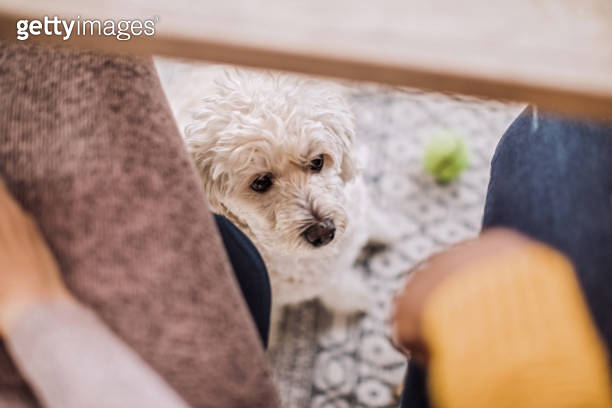 Cute Puddle Waiting For Leftovers Under Table 이미지 (1074669590) - 게티이미지뱅크