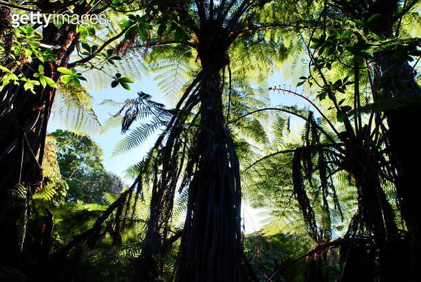 New Zealand Native Cyathea Dealbata (Ponga) Tree Ferns (1050558968 ...