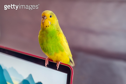 Green and yellow budgie parakeet sitting on a laptop screen 이미지 ...