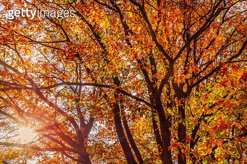 Looking upwards into a beautiful golden sycamore tree in autumn with ...