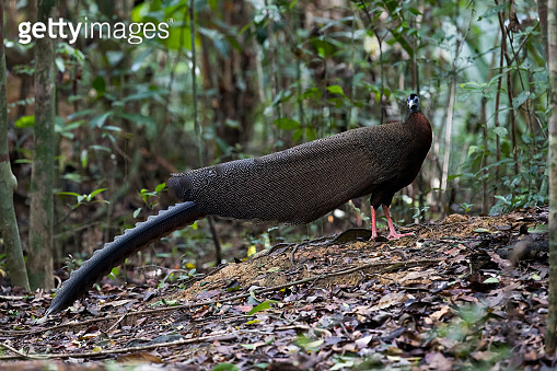 Bizarre bird : adult male Great Argus (Argusianus argus), angle view ...