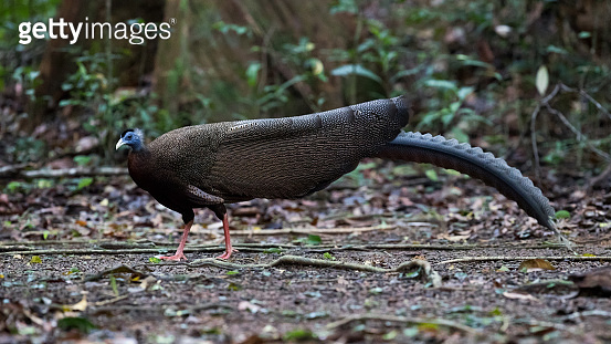 Bizarre bird : adult male Great Argus (Argusianus argus), angle view ...