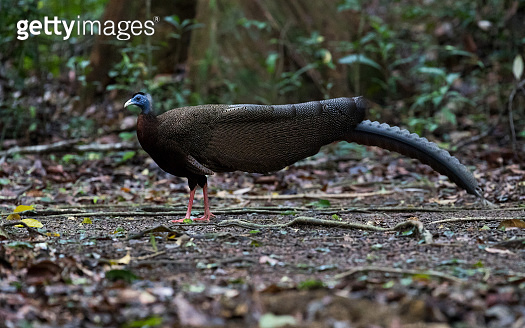 Bizarre bird : adult male Great Argus (Argusianus argus), angle view ...